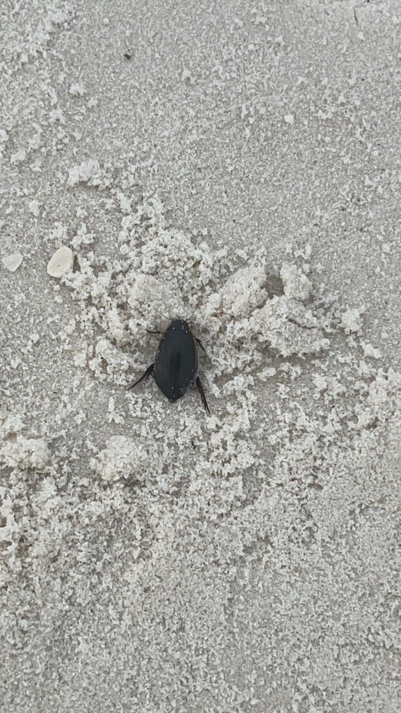 Fringed Diving Beetle from Pensacola Beach on July 5, 2023 at 06:41 PM ...