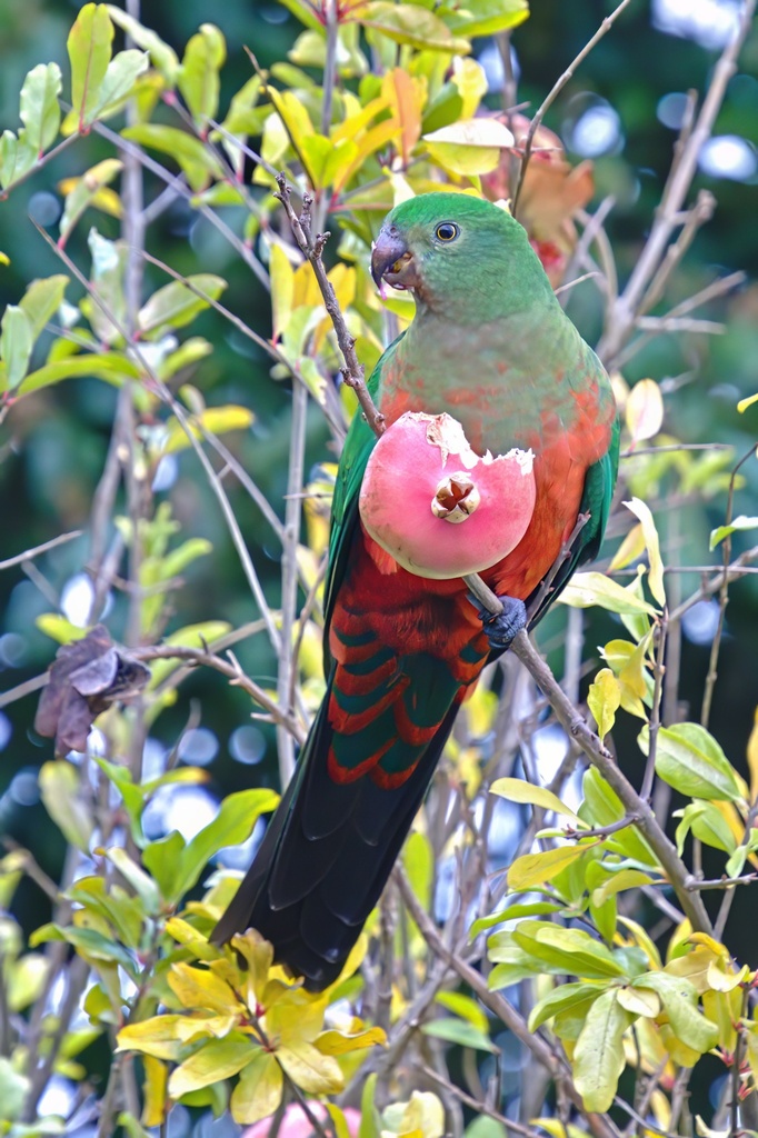 Australian King-Parrot from Wonthaggi VIC 3995, Australia on May 5 ...