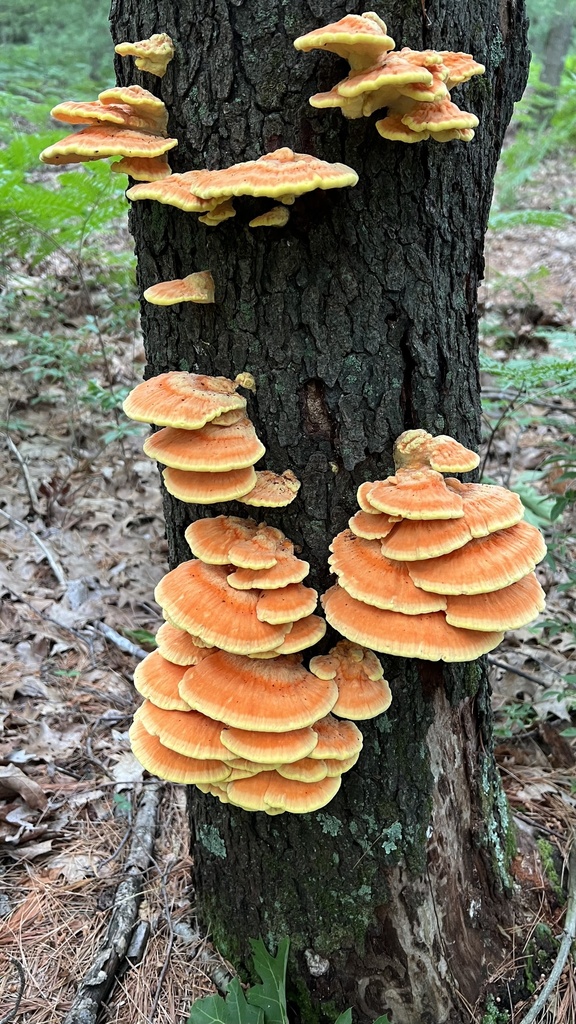 chicken of the woods from Huron-Manistee National Forests, Walkerville ...