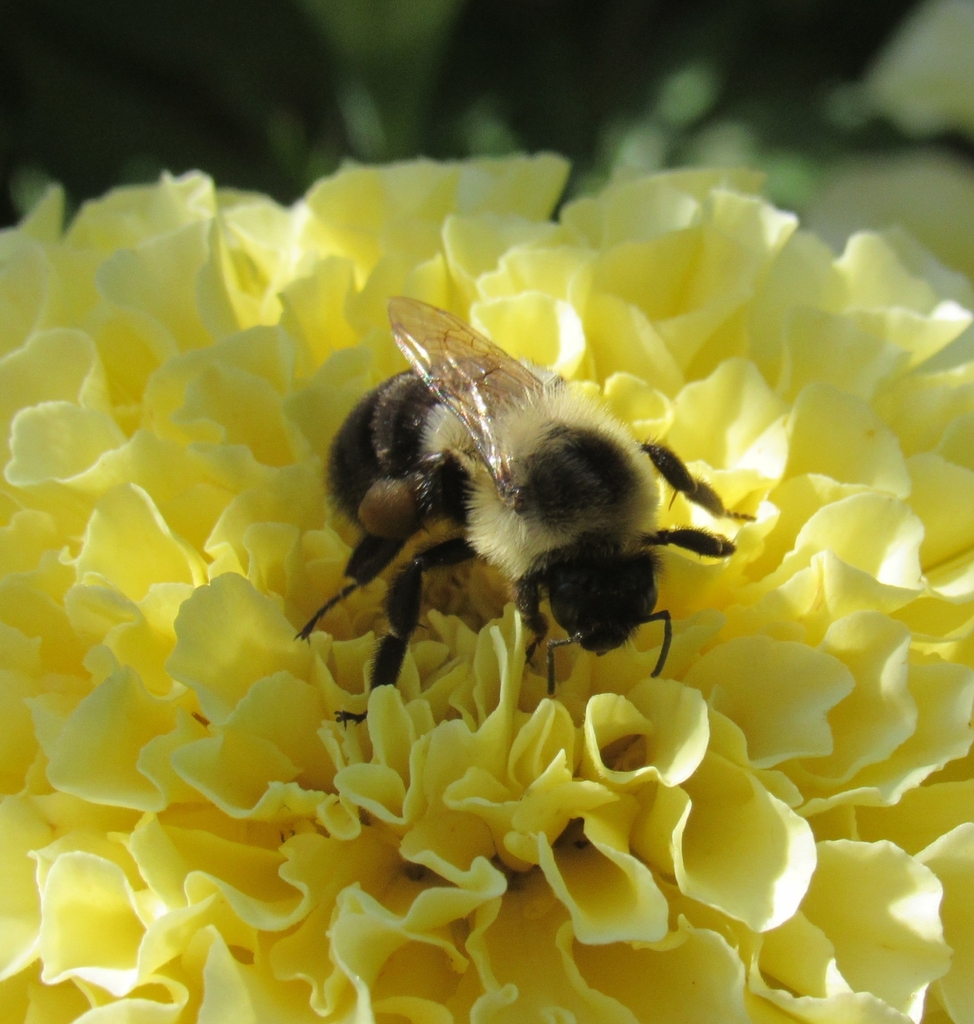 Common Eastern Bumble Bee from 1st Ward, Portsmouth, OH, USA on August ...