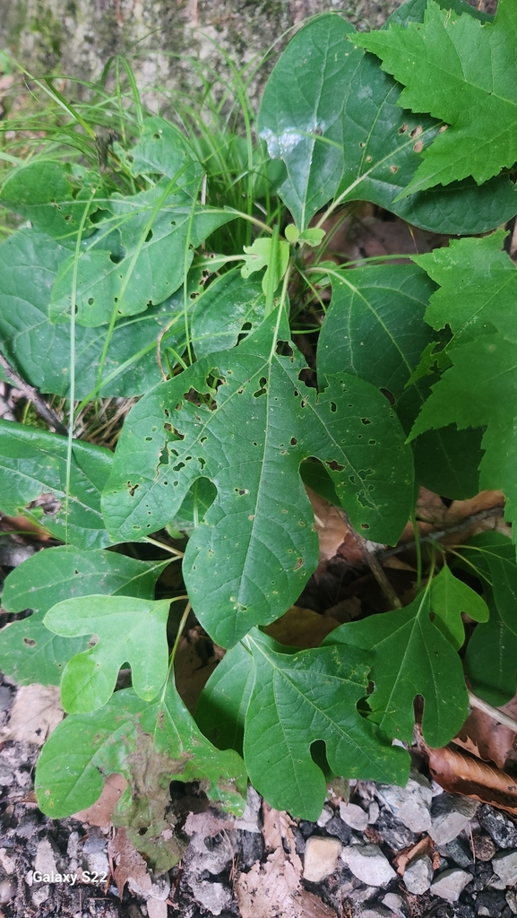 sassafras from Silver Lake, MI 49436, USA on July 5, 2023 at 08:00 PM ...