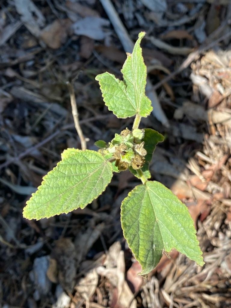 flannel weed from Goomboorian QLD 4570, Australia on July 6, 2023 by ...