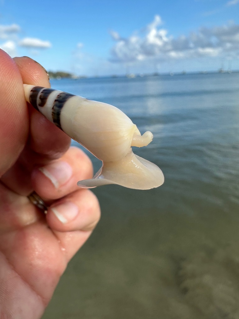 Hastula hectica from Hanalei, HI, USA on July 5, 2023 at 07:42 AM by ...