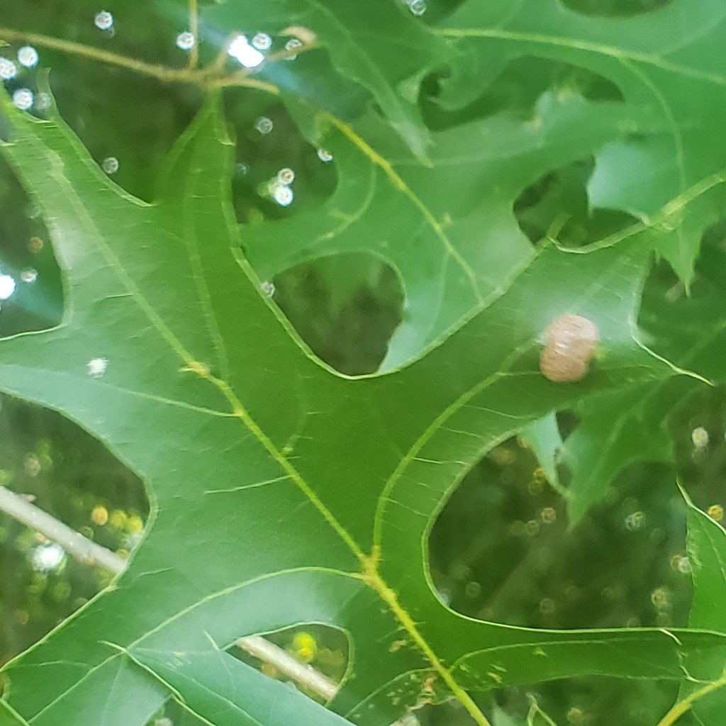 Oak Leaf Gall Midge from Woodcock Township, PA, USA on July 5, 2023 at ...