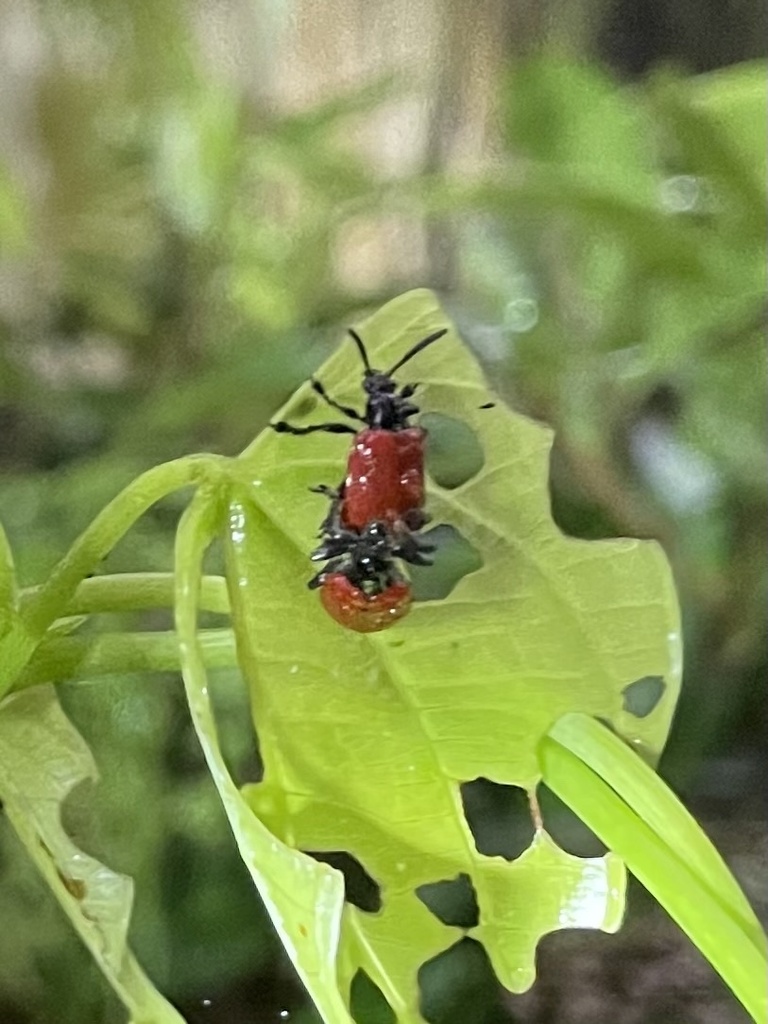 Air Potato Leaf Beetle from Florida State Parks, Sebring, FL, US on ...