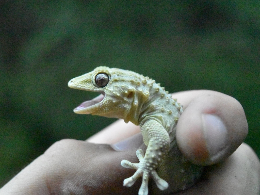 Moorish Gecko in July 2023 by Chris Bentley · iNaturalist
