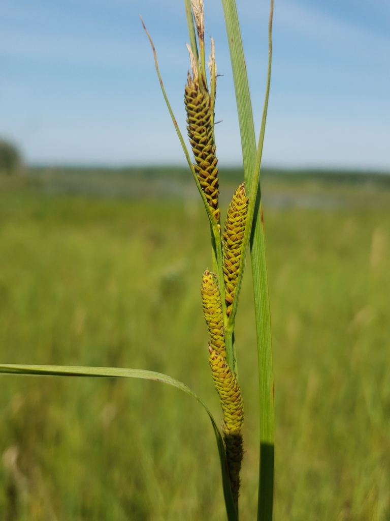 water sedge from Lion's Head, ON N0H 1W0, Canada on July 5, 2023 at 09: ...