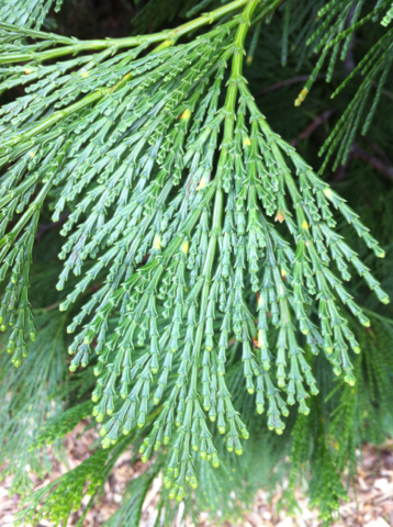 California Incense Cedar (LA Urban Forest Program) · iNaturalist