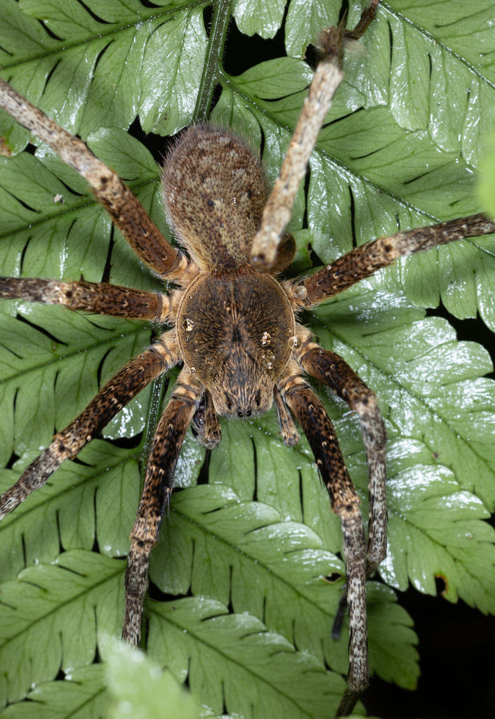 Tropical Wandering Spiders from Antonina - State of Paraná, Brazil on ...