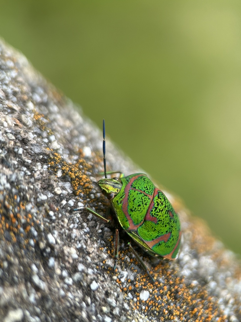 Clown Stink Bug from 八代町竹居, 笛吹市, 山梨县, JP on July 1, 2023 at 03:51 PM by ...