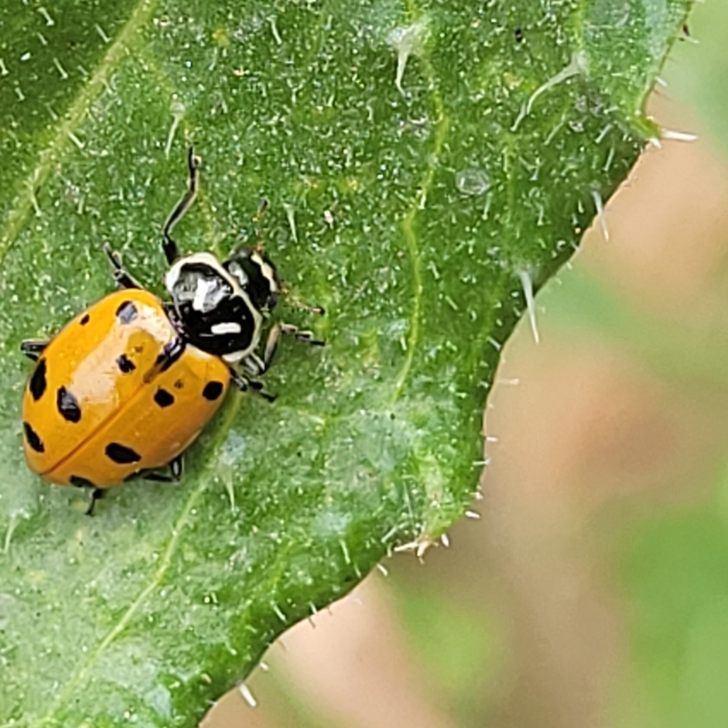 Ladybug ate my flesh? Washington state, USA : r/insects