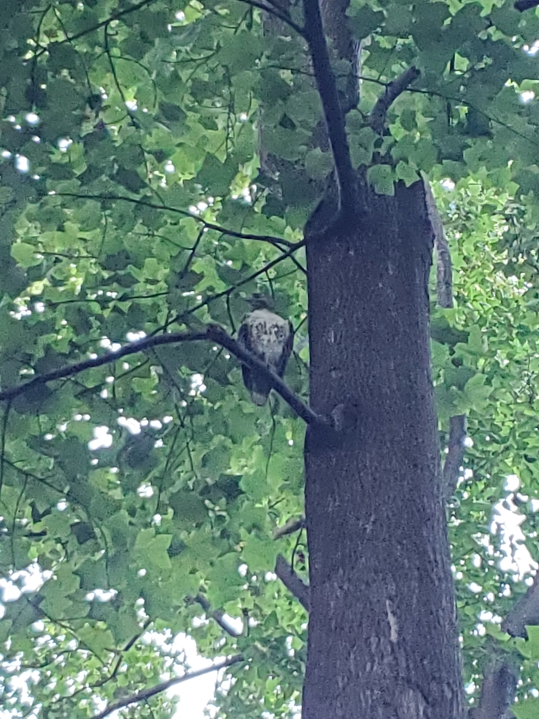 Red-tailed Hawk from West Laurel, MD, USA on July 5, 2023 at 07:54 PM ...
