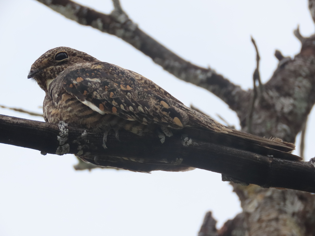 Lesser Nighthawk from Palo Grande, Panamá on July 1, 2023 at 05:01 PM ...