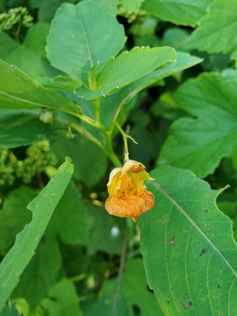 common jewelweed from Wilmington, DE 19807, USA on July 5, 2023 at 05: ...