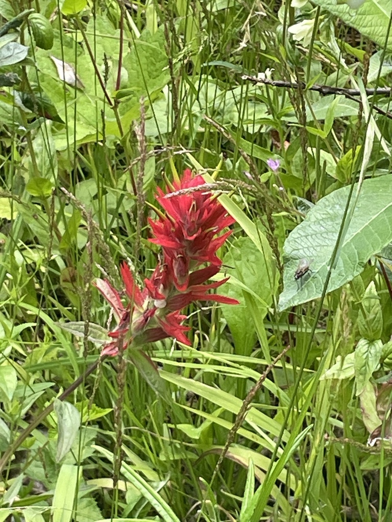 Giant Red Paintbrush from Fraser Valley, CA-BC, CA on July 5, 2023 at ...