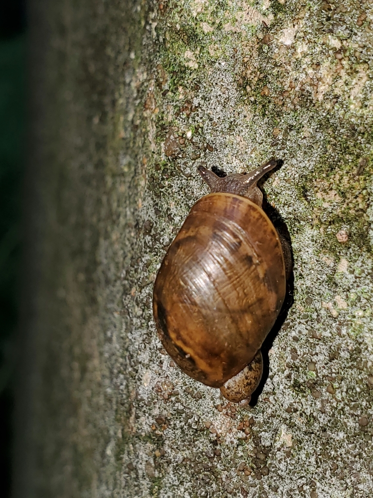 Amber Snails from Rockland, DE, USA on July 5, 2023 at 06:24 PM by Alex ...