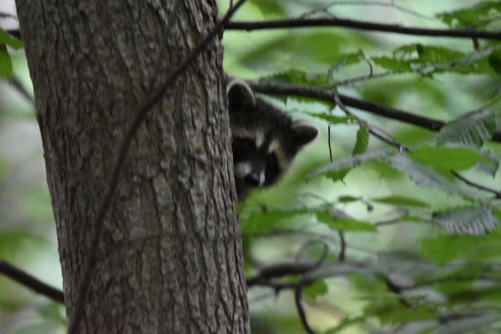Eastern Raccoon from Patterson Hill Rd, Jones, MI, US on July 5, 2023 ...