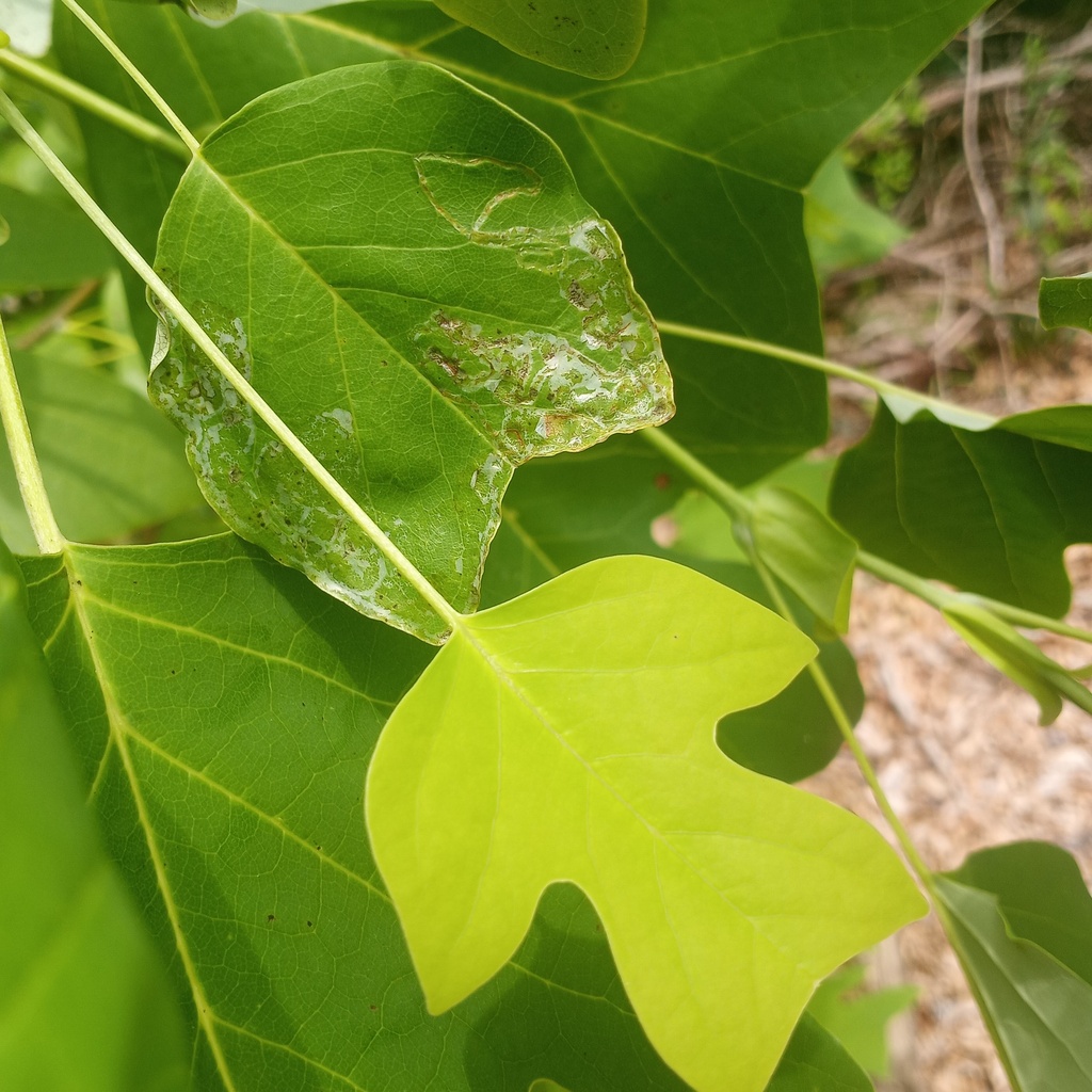 Tulip Tree Leaf Miner from Caroline County, MD, USA on July 5, 2023 at ...
