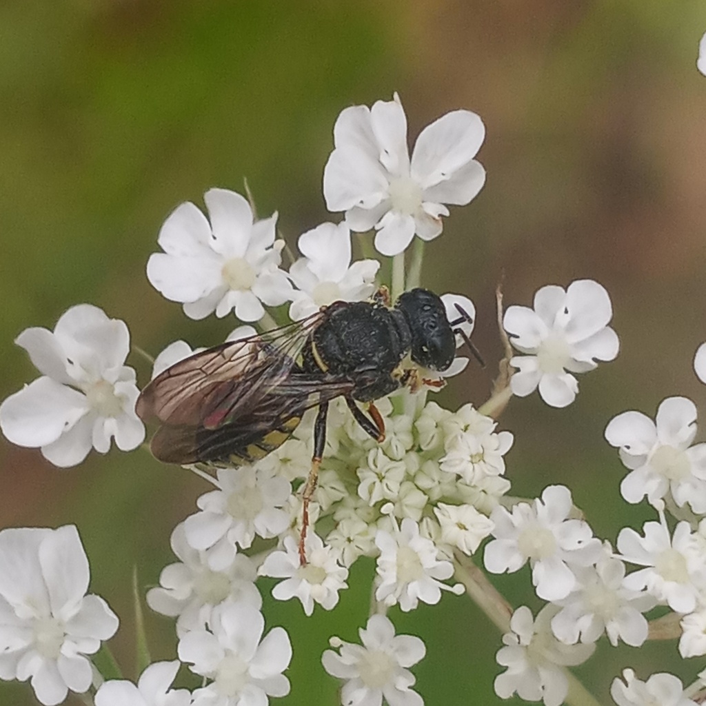 Anacrabro ocellatus from Caroline County, MD, USA on July 5, 2023 at 12 ...