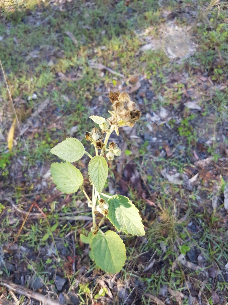 flannel weed in June 2017 by pcopping_ecp · iNaturalist