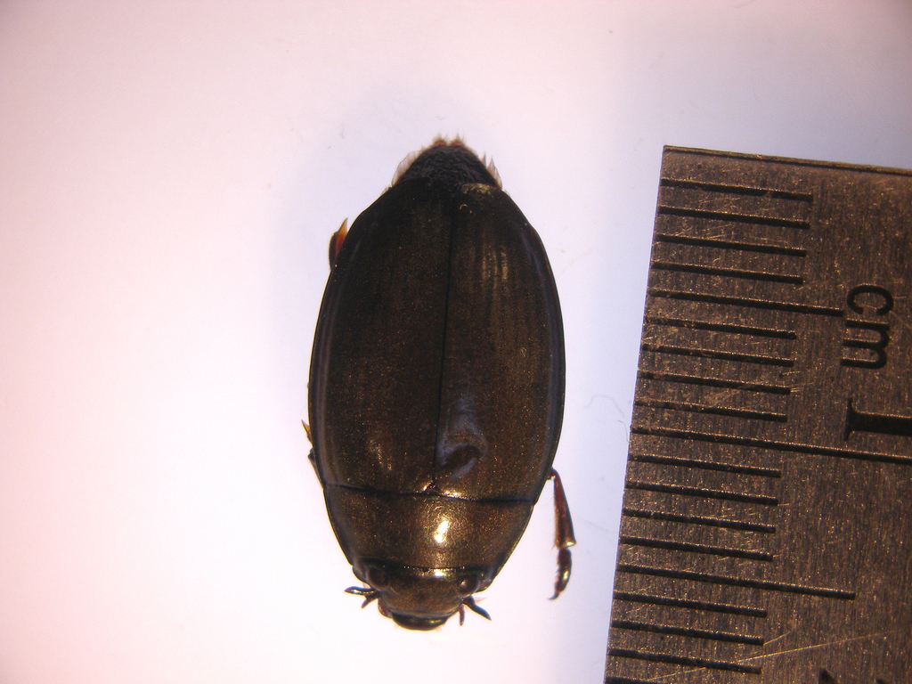 Macrogyrus from Giron, Ecuador on January 12, 2010 at 10:00 AM by Edgar ...