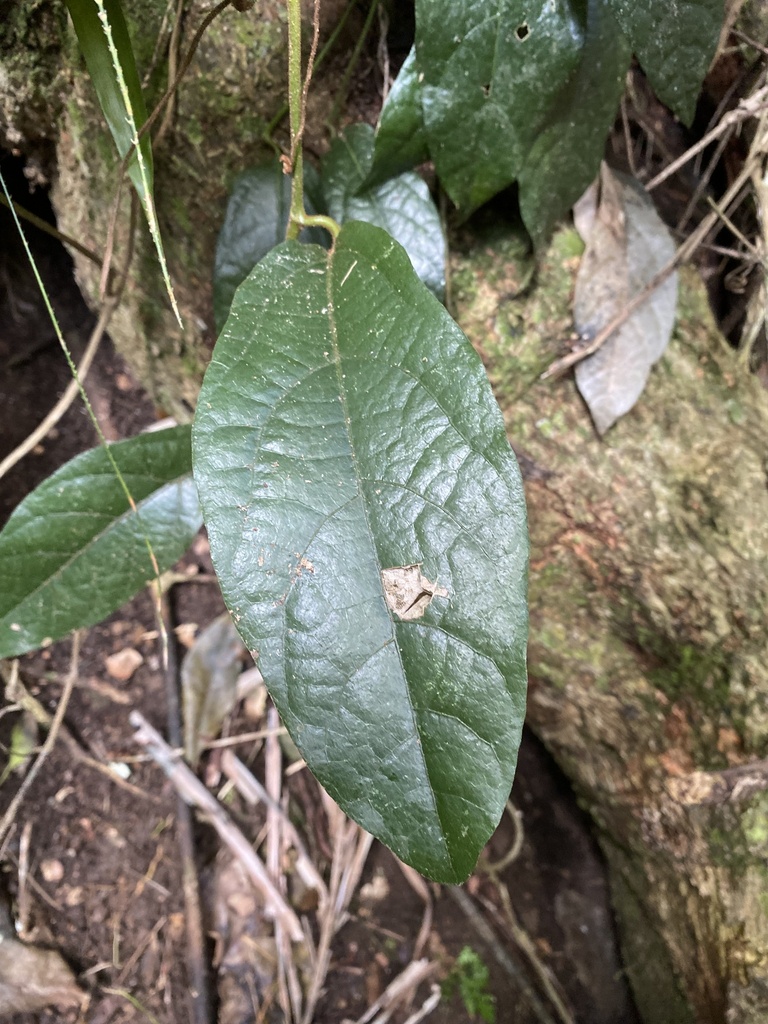 birdwing butterfly vine in July 2023 by dattard · iNaturalist