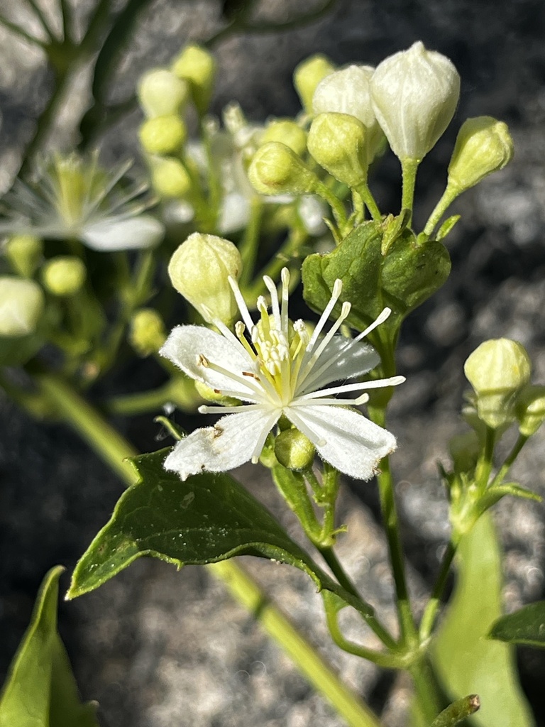 Western White Clematis from Browns Canyon National Monument, Nathrop ...