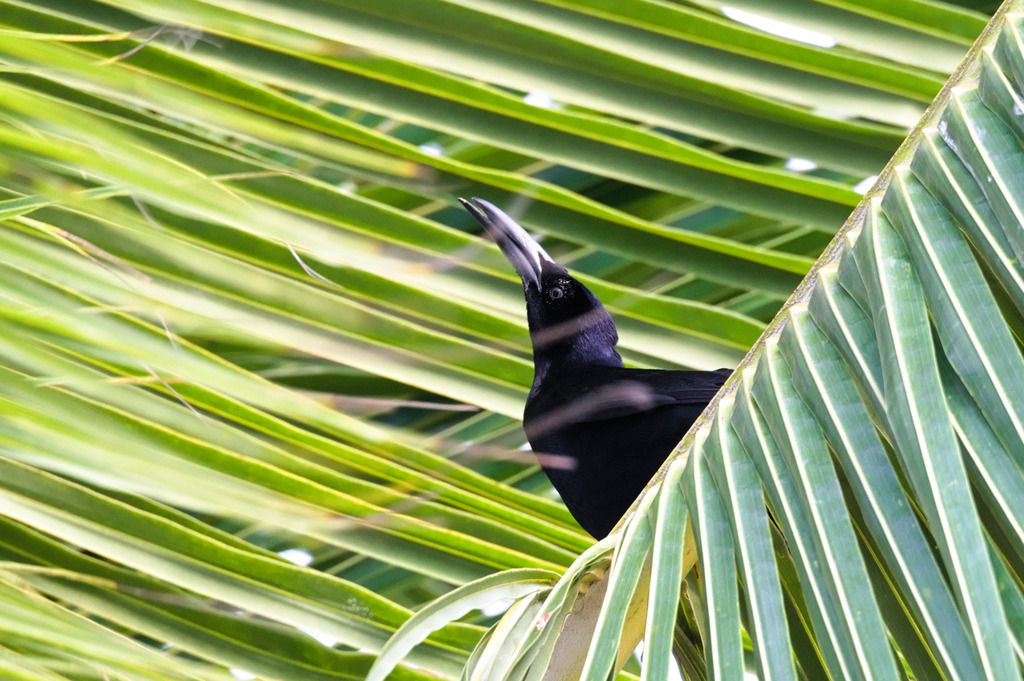 Great-tailed Grackle from La Puntilla, Catano, Cataño 00962, Puerto ...