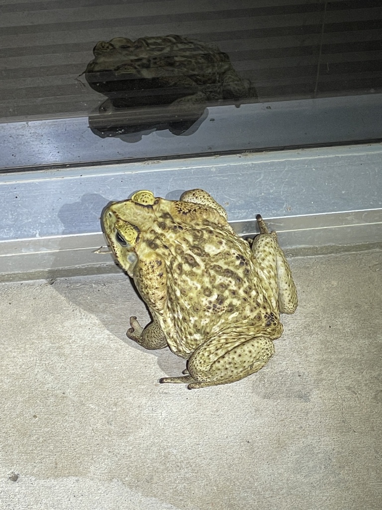Giant Toad from School Dr, San Isidro, TX, US on June 29, 2023 at 11:54 ...