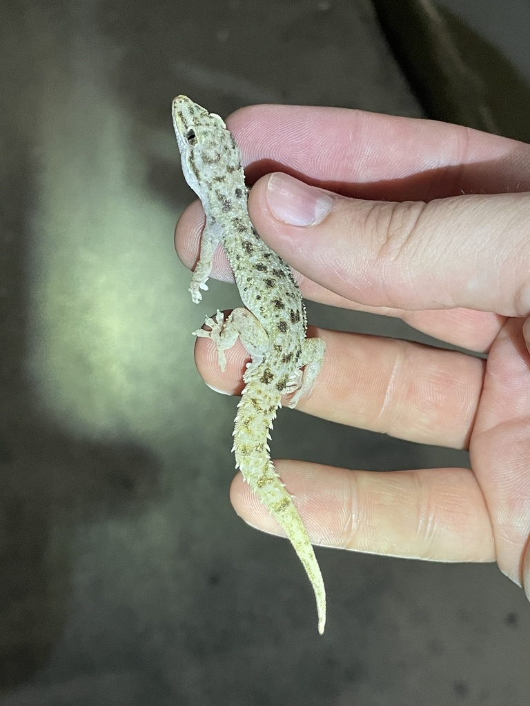 Spotted House Gecko in June 2023 by Drew R. Davis, Ph.D. · iNaturalist