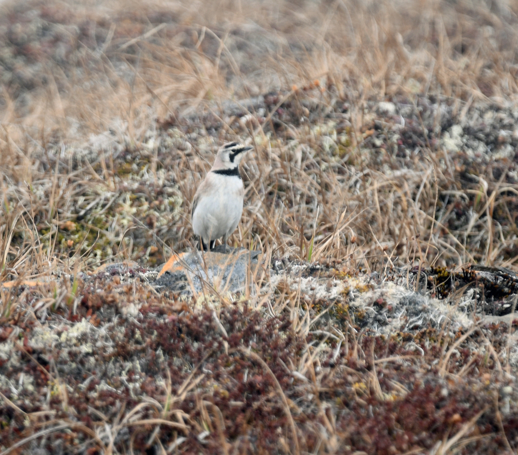 Horned Lark from Nome Census Area, AK, USA on June 11, 2023 at 04:31 PM ...