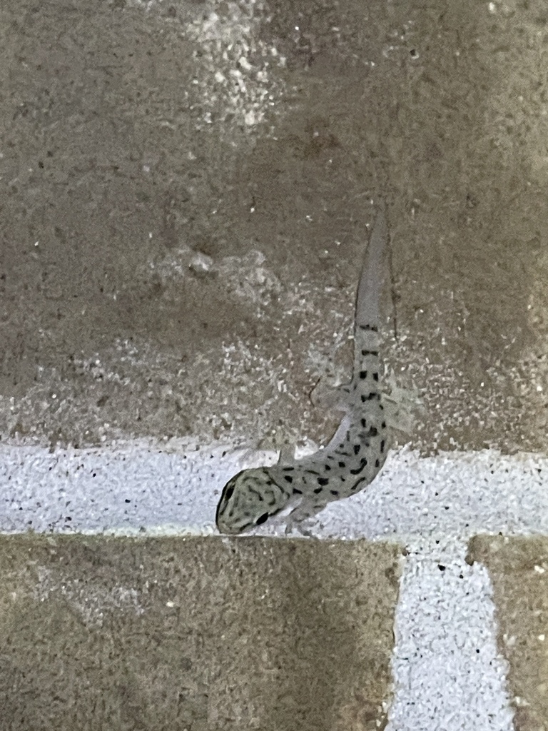 Spotted House Gecko in June 2023 by Drew R. Davis, Ph.D. · iNaturalist