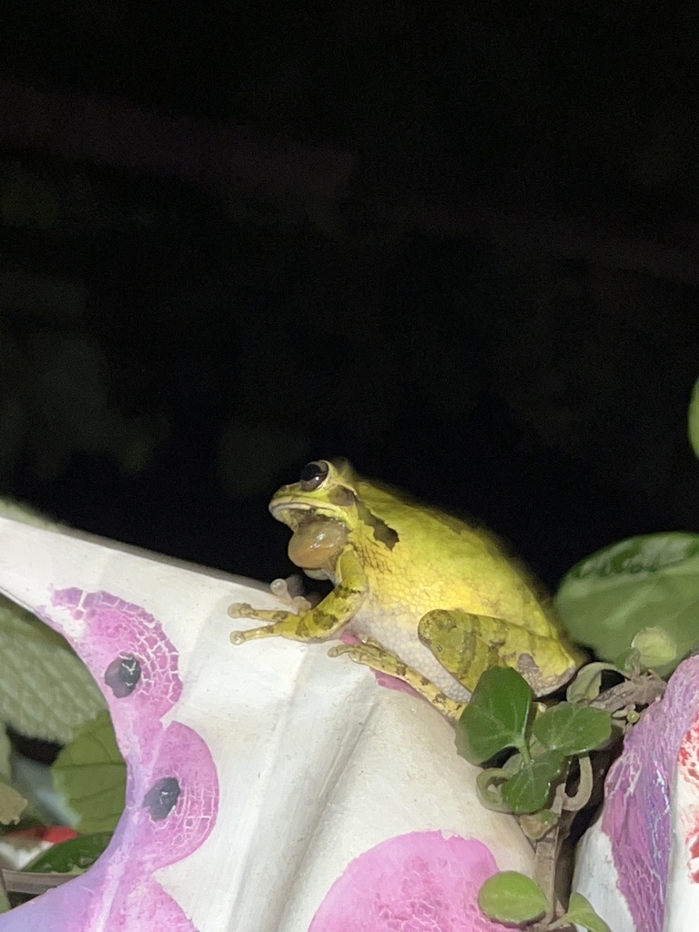 Smilisca Tree Frogs from Calle Cucui, Santa Cruz, Guanacaste, CR on ...