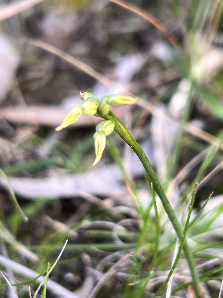 Midge Orchids from Great Otway National Park, Anglesea, VIC, AU on July ...
