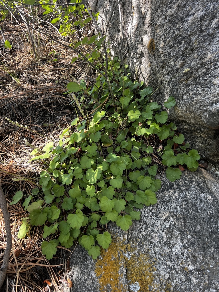 littleleaf alumroot from Browns Canyon National Monument, Nathrop, CO ...