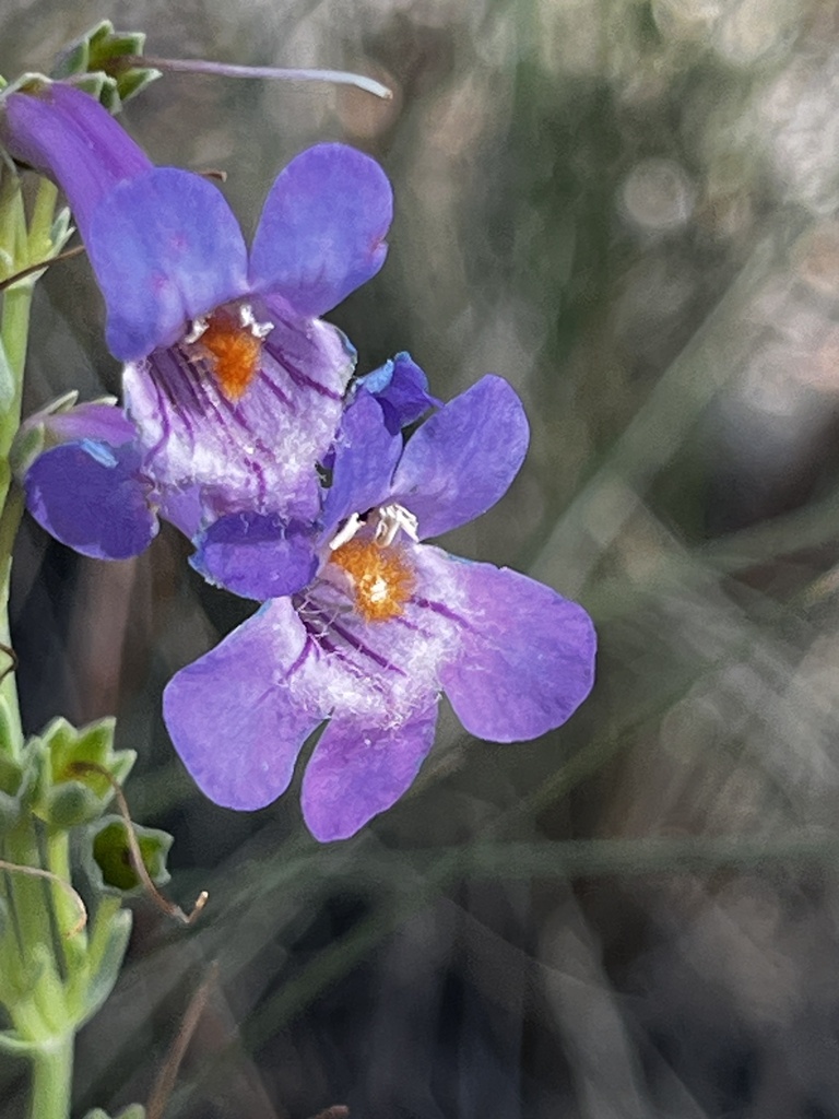 Sidebells Penstemon from Browns Canyon National Monument, Nathrop, CO ...