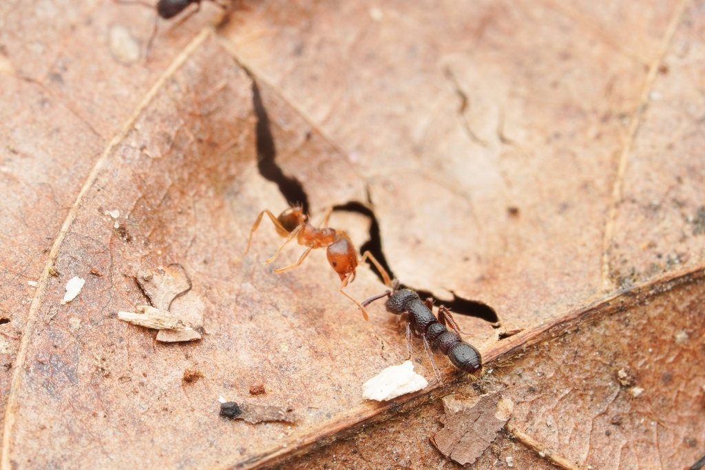 Lophomyrmex longicornis from Lahad Datu District, Sabah, Malaysia on ...
