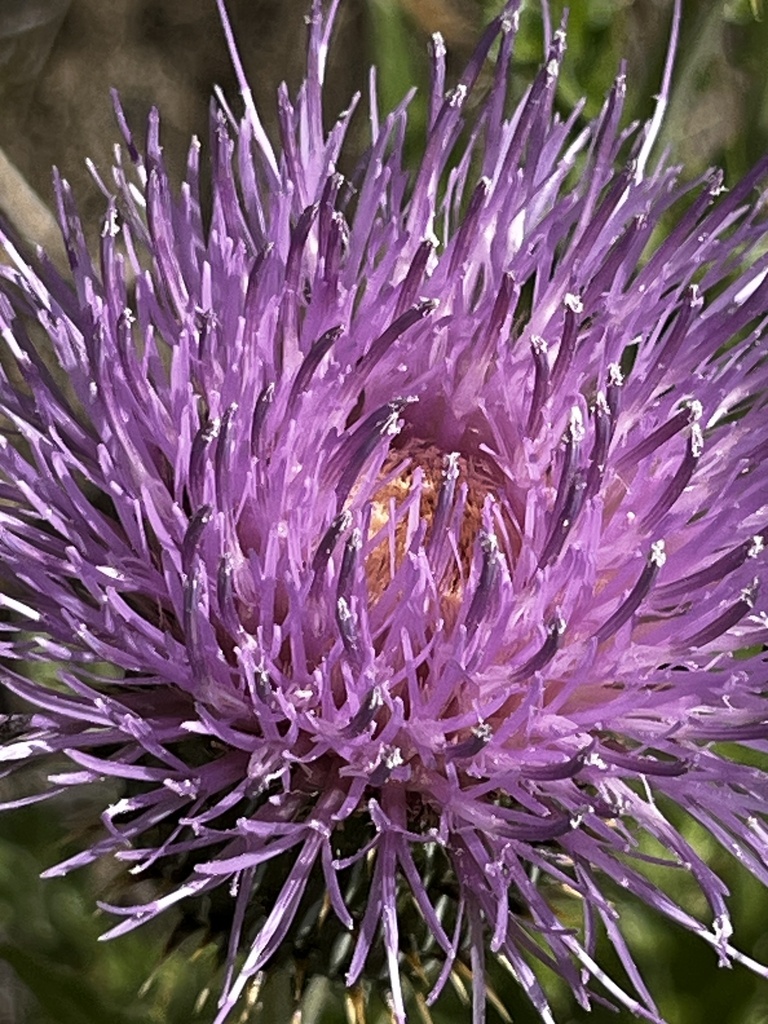 wavyleaf thistle from Browns Canyon National Monument, Nathrop, CO, US ...
