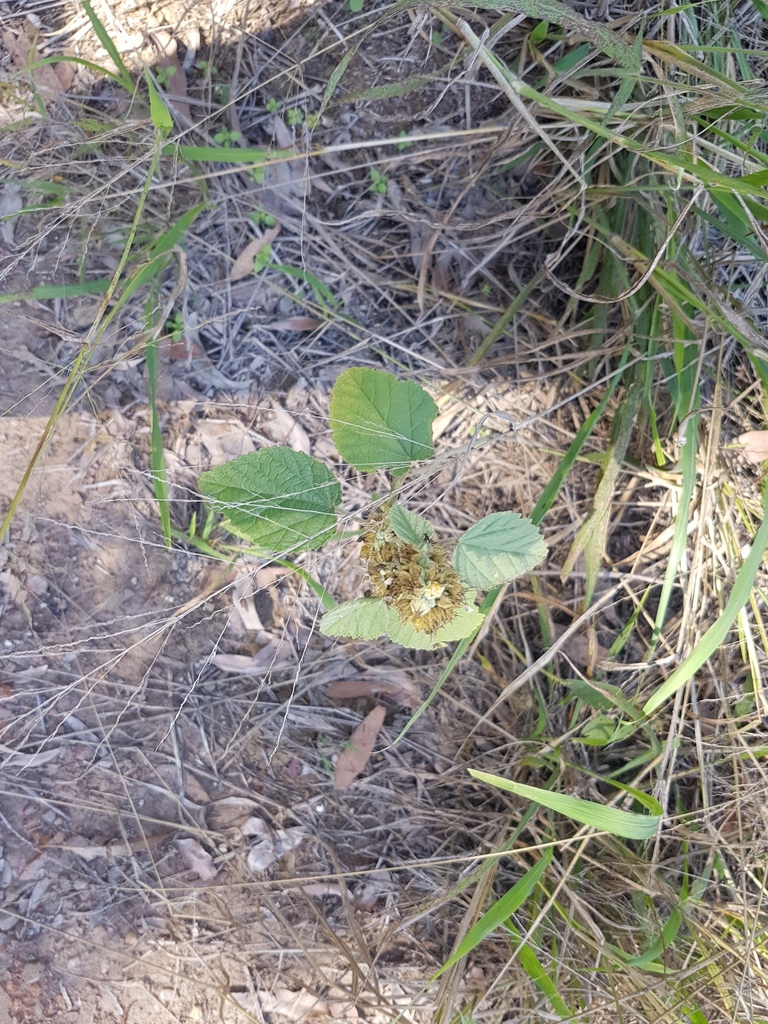 flannel weed in June 2017 by pcopping_ecp · iNaturalist