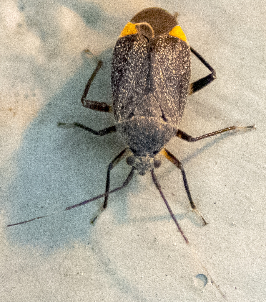 Polymerus venaticus from Shepard Settlement, Onondaga County, NY, USA ...