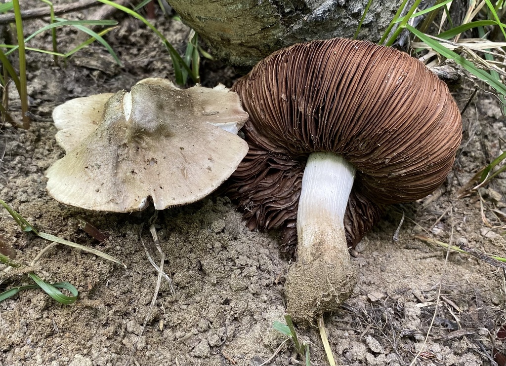 Coprinopsis uliginicola from Humboldt-Toiyabe National Forest, Spring ...