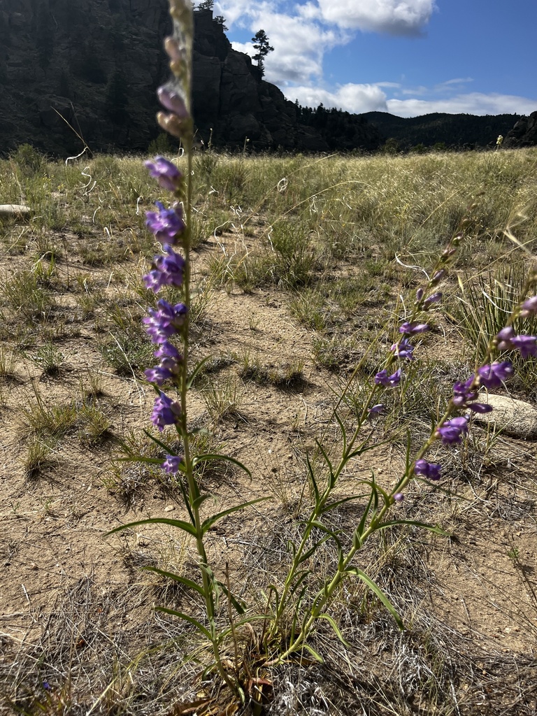 Rocky Mountain penstemon from Browns Canyon National Monument, Nathrop ...