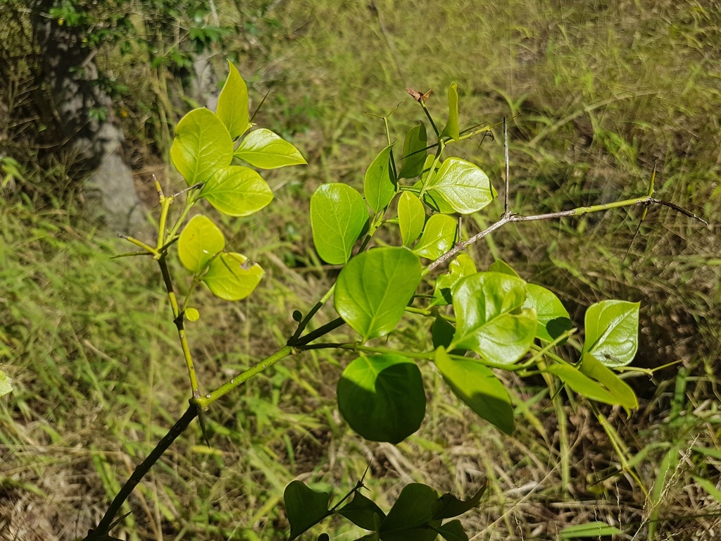 conkerberry in June 2017 by pcopping_ecp · iNaturalist