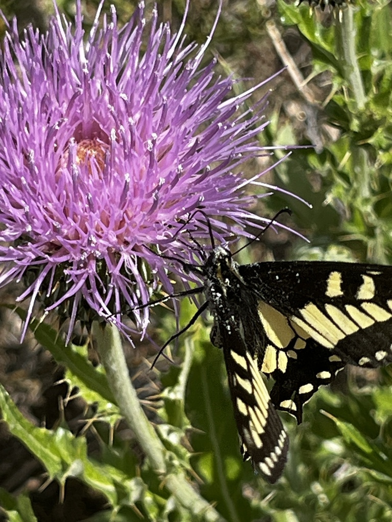 Anise Swallowtail from Browns Canyon National Monument, Nathrop, CO, US ...