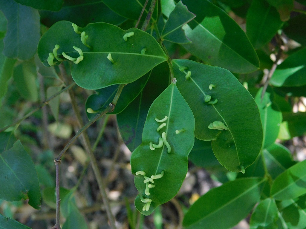 Gall and Rust Mites from Noupoort Greyton, 7233, South Africa on ...