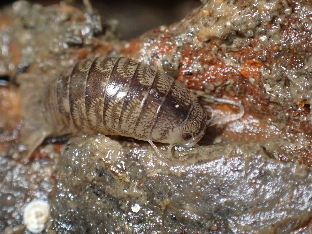 Harford's Isopod from San Mateo County, CA, USA on July 5, 2023 at 06: ...