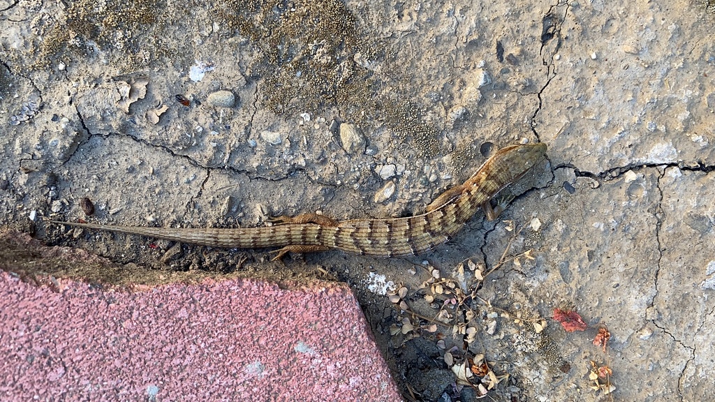 Southern Alligator Lizard in July 2023 by aeroairwave. Unsure what kind ...