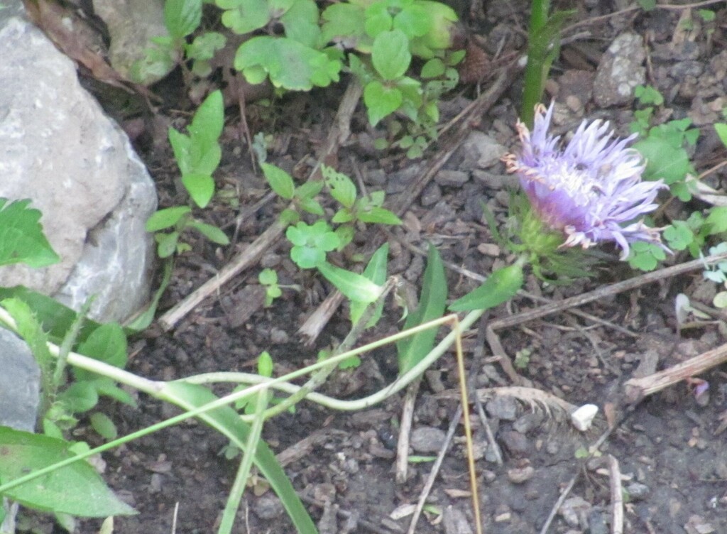 Stokes' aster in July 2023 by Chuck Thomas. naturalized from a nearby ...