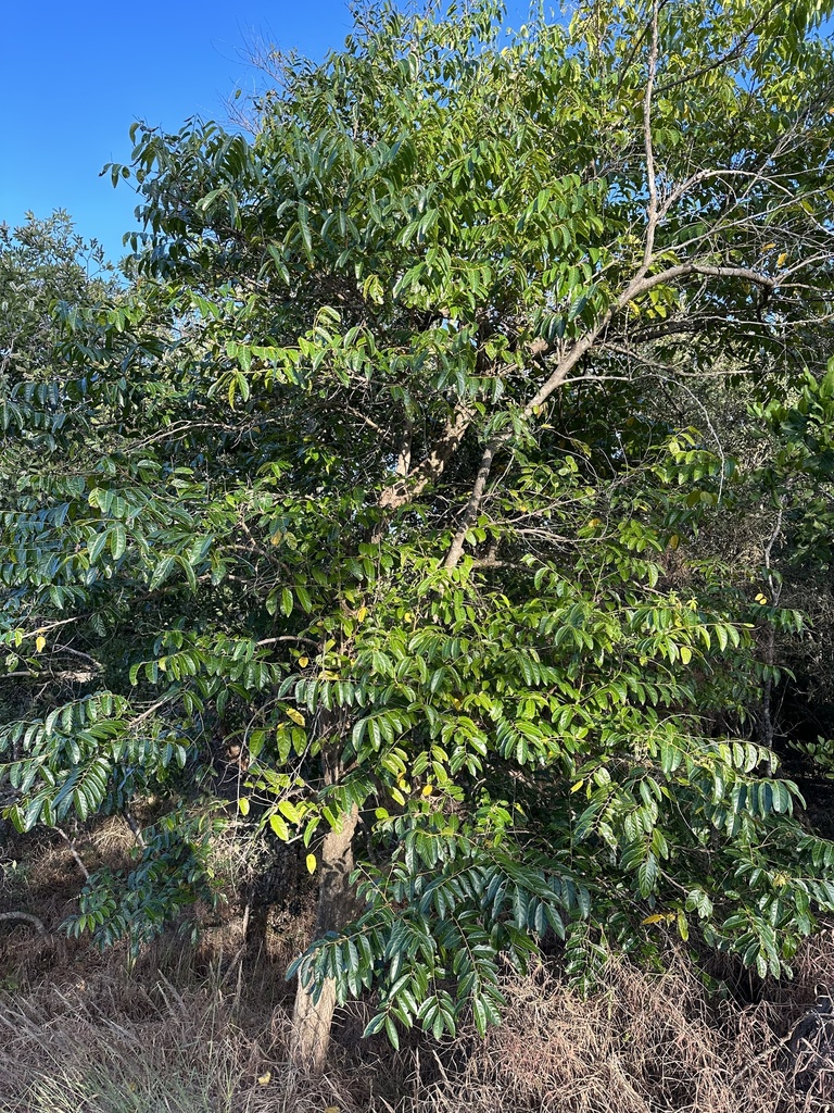 umbrella cheese tree from Tallow Beach Rd, Byron Bay, NSW, AU on July 6 ...