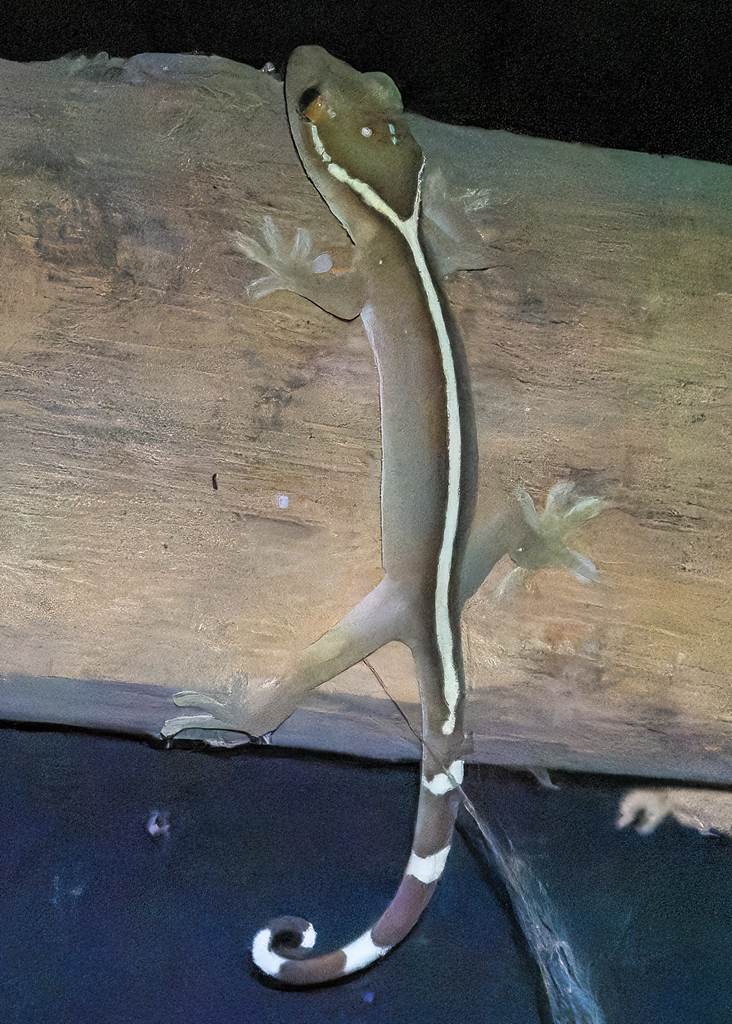 Lined Gecko in June 2023 by Jim Moore (Maryland). Tentative ID ...